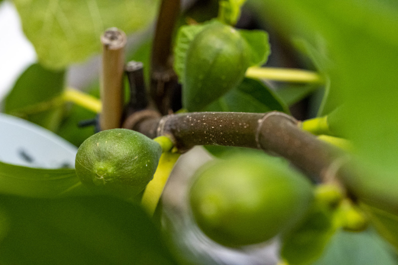 Sind Feigen gesund? Welche Vitamine enthalten sie? - Feigenhof Berglen